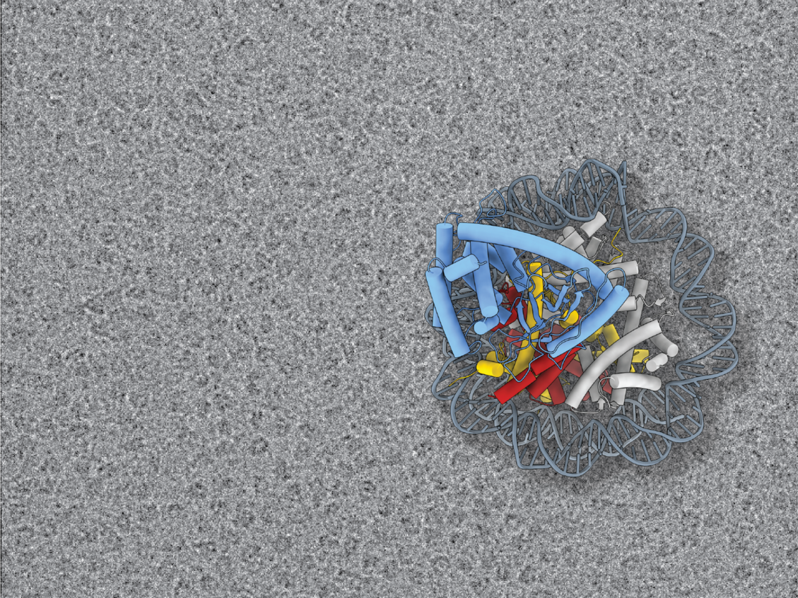 Home - Biomolekulare Kryo-Elektronenmikroskopie